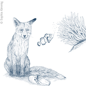 Lebendige Nacht: Vom verborgenen Leben der Tiere : Kimmig, Sophia: Amazon.de: Bücher