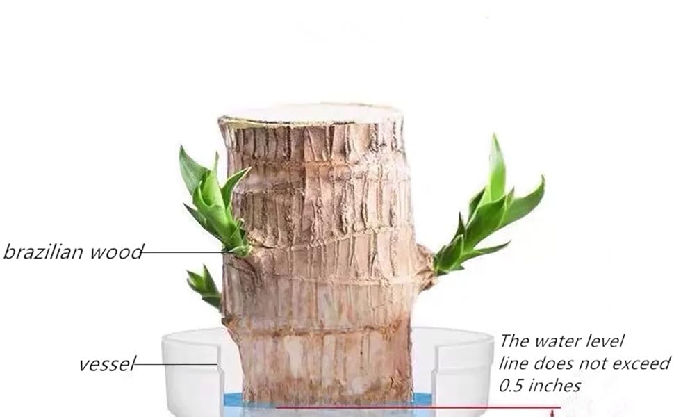 Amazon.com: Brazilian Lucky Wood Plant, Easy to Maintain Brazilian Lucky Wood, Suitable for ...