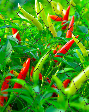 Amazon.com : Anti-Bird Nets for Garden Chicken Coops - 1" Mesh Garden Netting over Garden Hoops ...