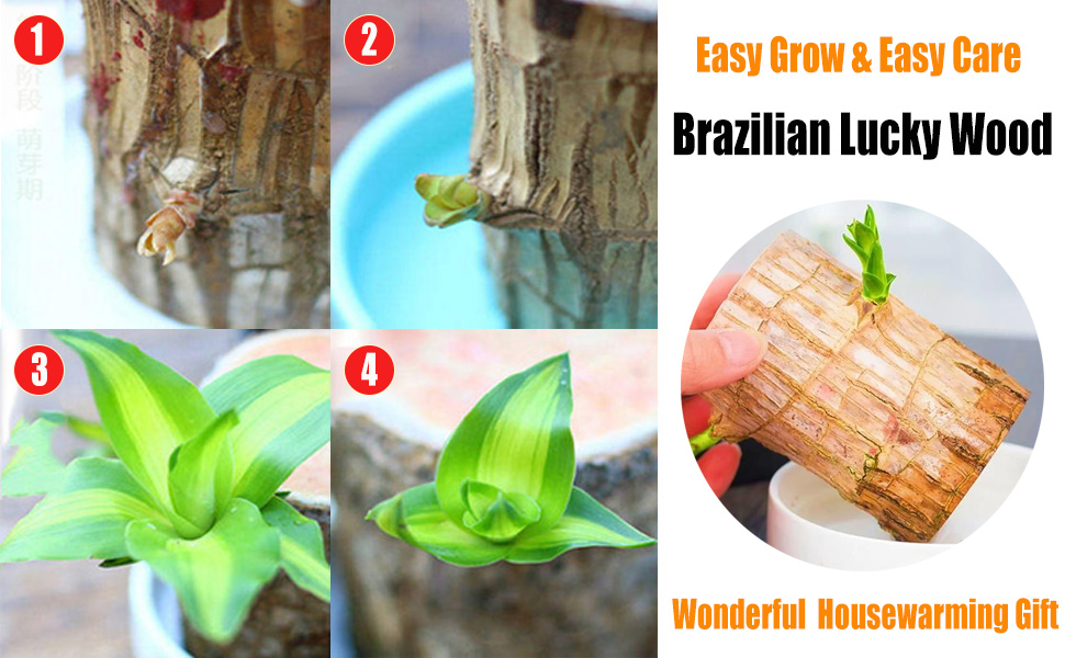 2024 Mini Brazilian Lucky Wood, Hydroponic Potted Stump Mini Plant, Indoor Office Desk Plant ...