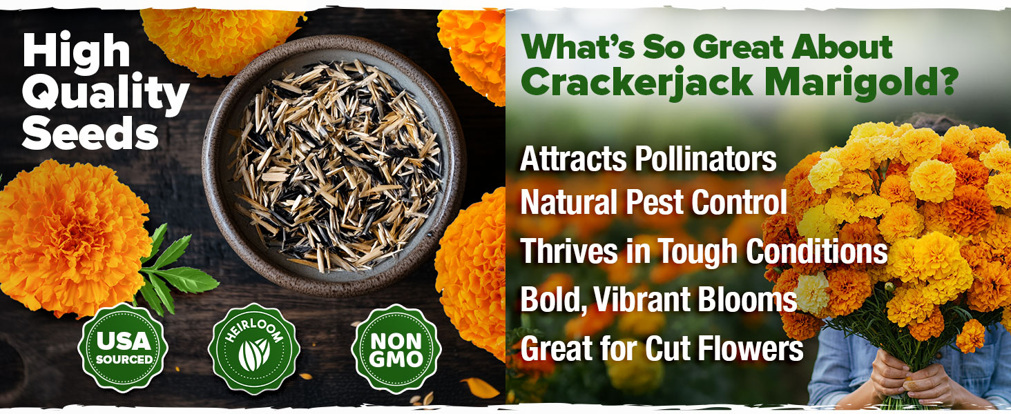 Amazon.com : HOME GROWN Crackerjack Marigold Seeds | 4 oz / 35,000 Flower Seeds Planting Outdoor ...