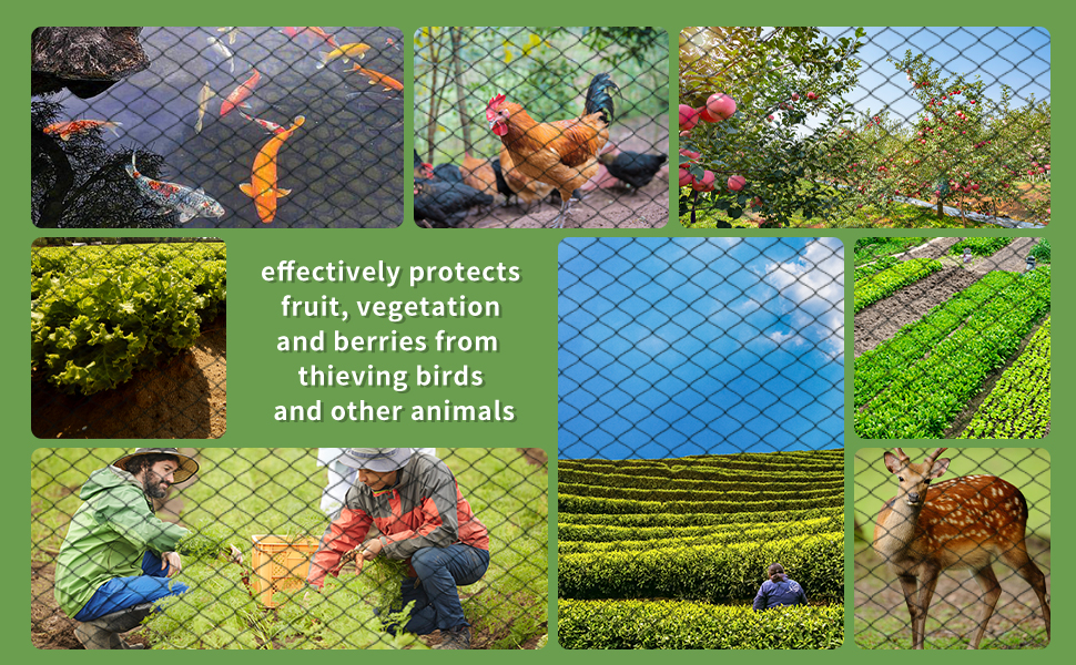 Amazon.com : Bird Netting 50'x50' with 1" Square Mesh Bird Net Garden Netting for Chicken Coop ...