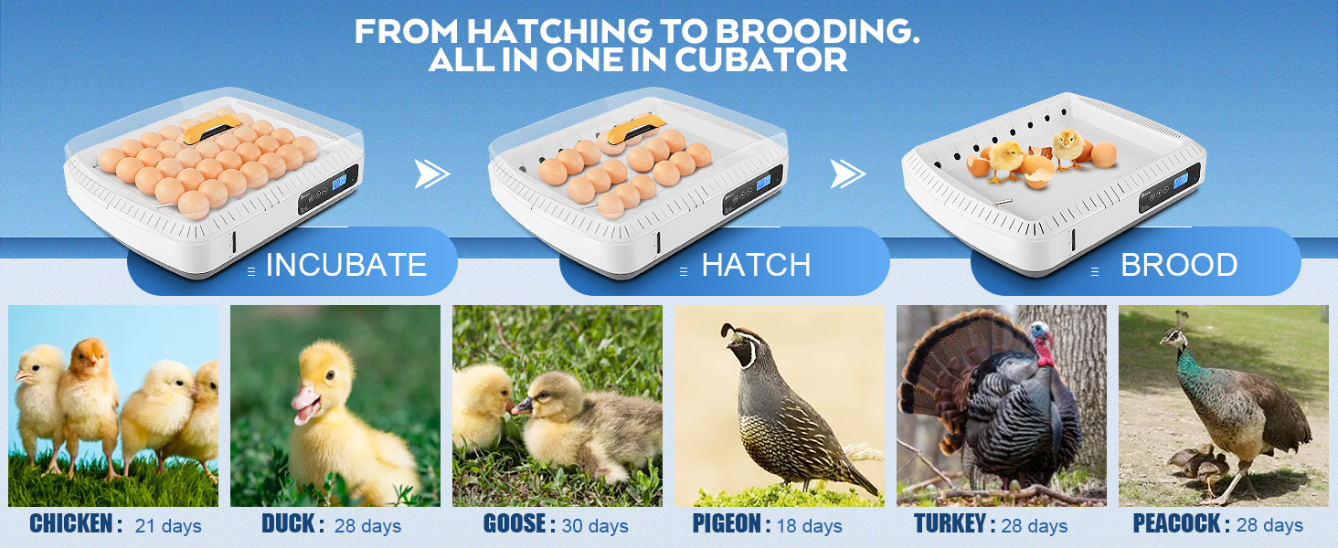 Amazon.com : Sailnovo Egg Incubators for Hatching Eggs 35 Eggs with Automatic Egg Turning and ...