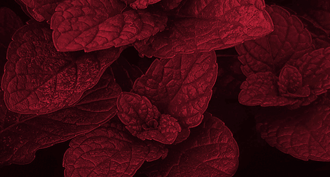 8X4 Men Deo N° 18 Million Nights (150 ml), Deospray für Männer mit orientalischen Duftnoten, 48h ...