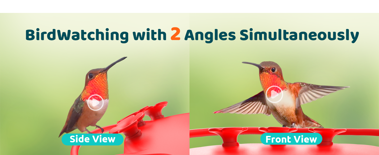 Amazon.com : NETVUE by Birdfy Hummingbird Feeder with 2 Cameras Solar Powered - Dual Smart Cams ...