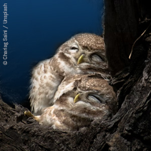 Lebendige Nacht: Vom verborgenen Leben der Tiere : Kimmig, Sophia: Amazon.de: Bücher