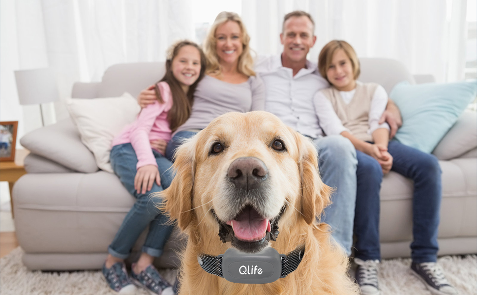 Amazon.com : QLIFE Dog Shock Collar with Remote: Dog Shock Training Collar Up to 3000Ft Control ...