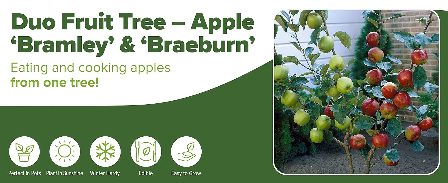 YouGarden - Duo Fruit Apple Tree, 2 Varieties of Apple on 1 Bare Root ...