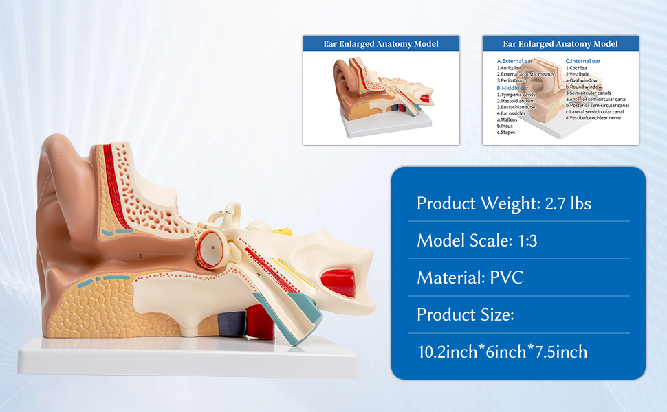 Amazon.com: SFXYJ Ear Model 3X Enlarged Human, 3 Parts Ear Anatomy Model Outer Middle Inner Ear ...