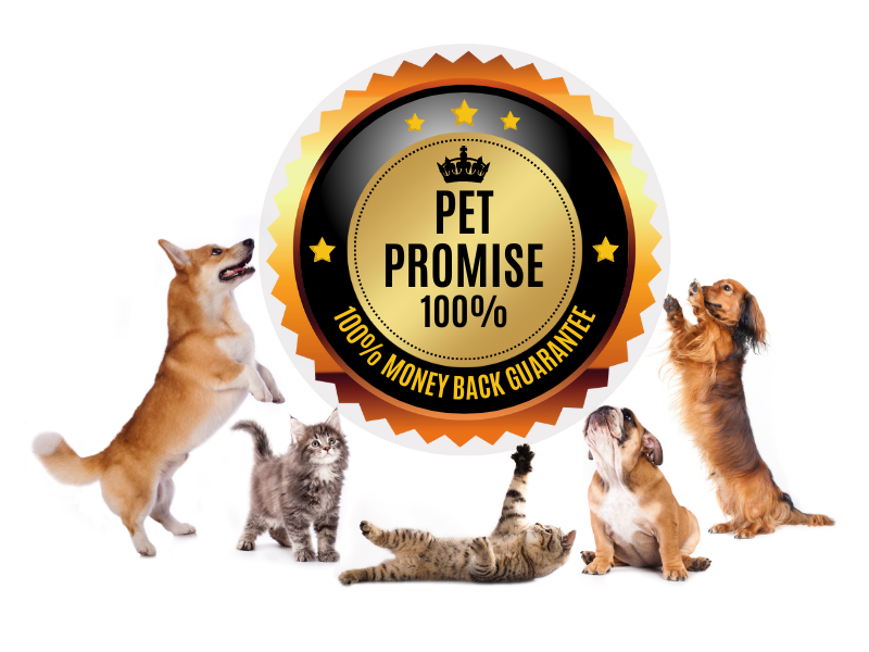 Beef Bone Broth Probiotic & Prebiotic | For Dogs & Cats with Sensitive Digestion | Gut Health ...