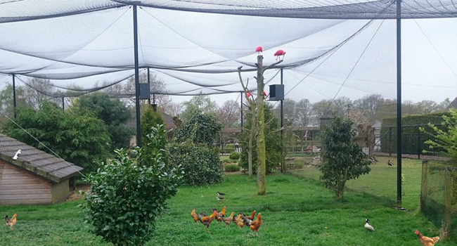 Amazon.com : Vocray Bird Netting for Chicken Coop 25x50 Ft, 1" Mesh, Strong Woven Poultry ...