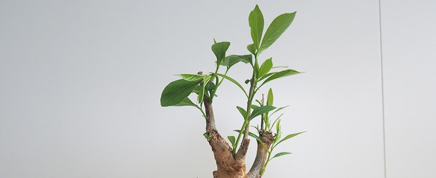 Amazon｜ITANSE バオバブ セネガル産 1個売り Mサイズ【品種で選べる観葉植物】 学名 Adansonia アオイ科バオバブ属 非耐寒性観葉植物 別名 逆さの木 さかさまの木｜観葉 ...