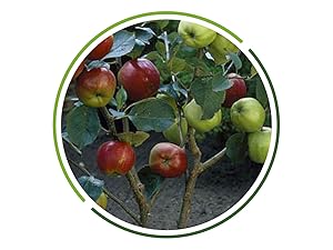 YouGarden - Duo Fruit Apple Tree, 2 Varieties of Apple on 1 Bare Root ...