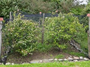 Amazon.com : Hortifan Bird Net 25'x50' With 1" Square Mesh - Garden Netting for Chicken Coop ...