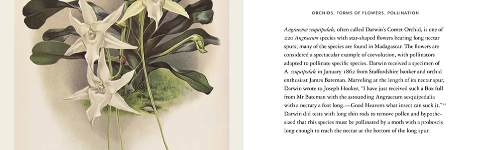 Darwin and the Art of Botany: Observations on the Curious World of Plants: Costa, James T ...