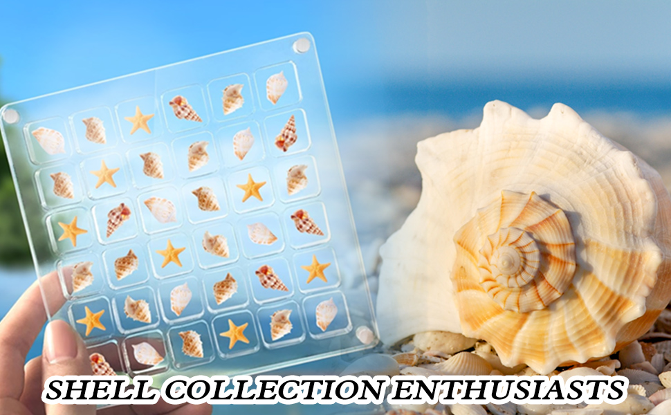 Amazon.com: flewfun Acrylic Magnetic Seashell Display Box, 36 Grids Clear Mini Magnetic Seashell ...