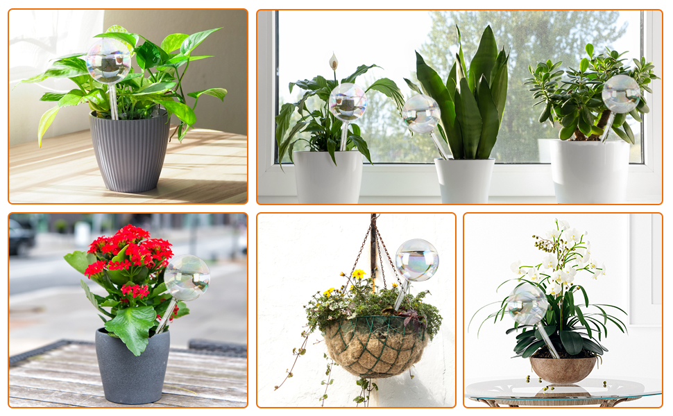 Amazon.com: KintKita Clear Glass Plant Watering Globes -Self Watering Blubs Auto-Drippers System ...