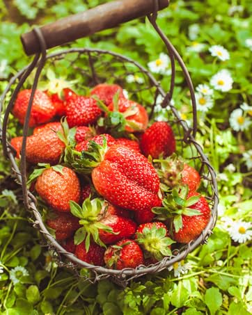 Amazon.com : Fulvi 75 Organic Growers Power Solution, Fertilizer Plant Booster, Real Fulvic Acid ...