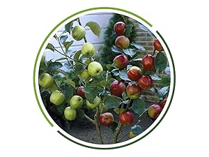 YouGarden - Duo Fruit Apple Tree, 2 Varieties of Apple on 1 Bare Root ...