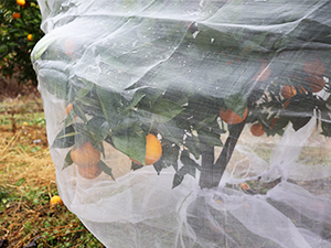 Amazon.com : wohohoho 6.6 x 6.6ft Large Fruits Tree Netting, Insect Bird Barrier Tree Net with ...