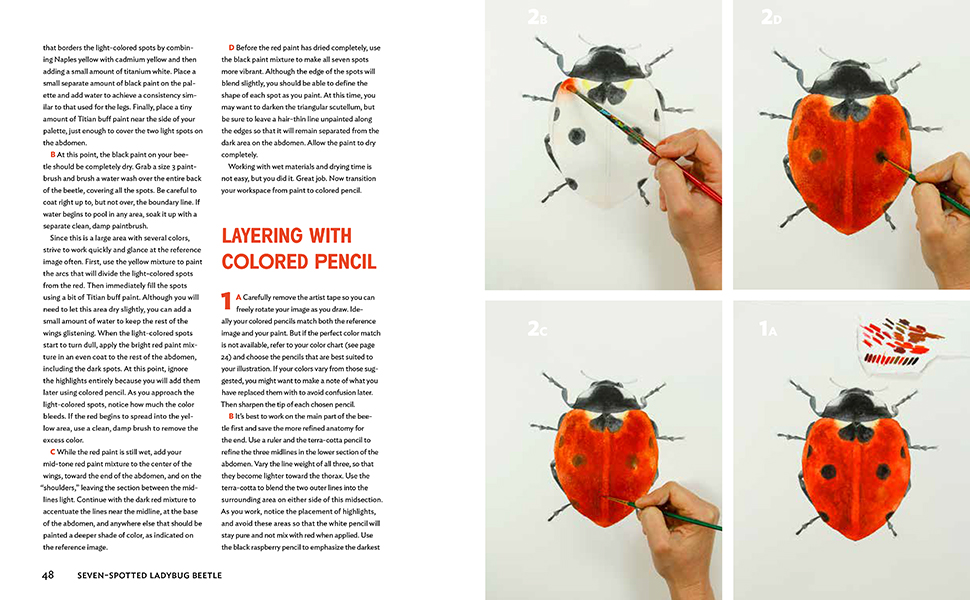 The Insect Artist: How to Observe, Draw, and Paint Butterflies, Bees ...