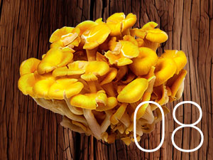 Amazon.co.jp: 満天屋-MANTENYA 【特選粉末】 13種のキノコミックスパウダー 30g (霊芝 鹿角霊芝 冬虫夏草 アガリクス チャーガ メシマコブ 山伏茸 タモギタケ ...