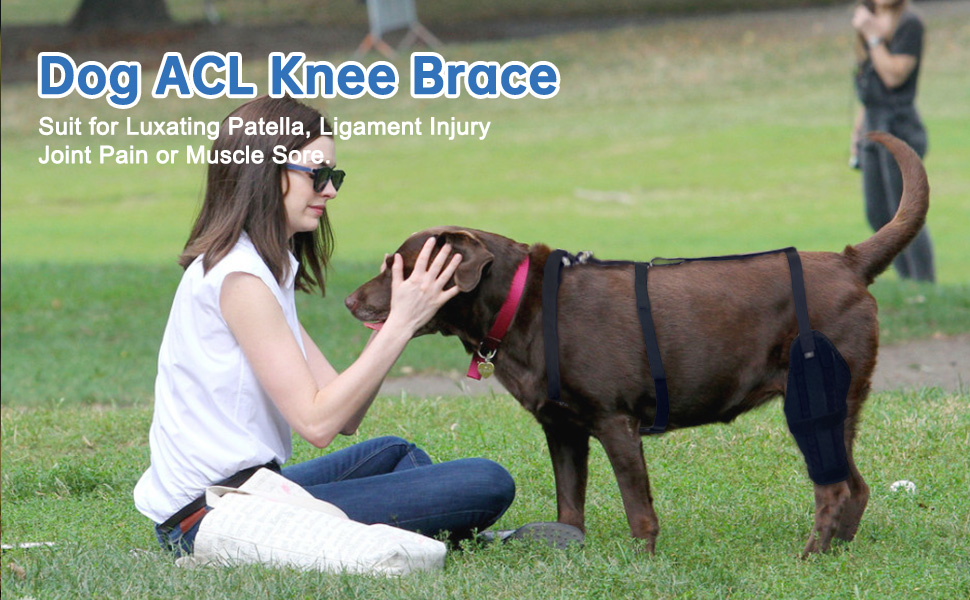 Amazon.com : Qigeneimu Dog Knee Brace for Torn ACL Hind Leg, Dogs Rear Leg Braces for Luxating ...
