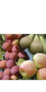 You Garden - Duo Fruit Apple Tree, 2 Varieties of Apple on 1 Bare Root ...