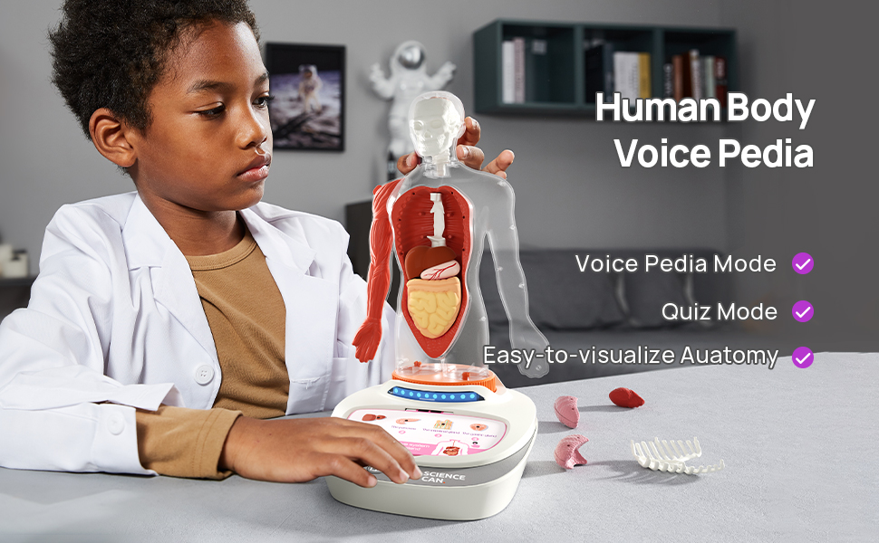 Science Can Human Body Model for Kids, Interactive Human Anatomy ...