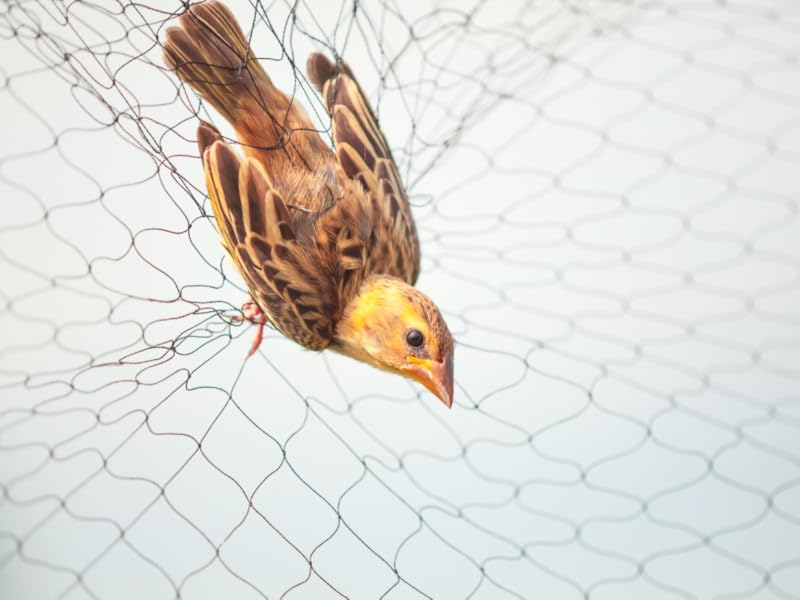 Amazon.com : Hortifan Bird Netting, 50'x50' with 1" Square Mesh - Heavy Duty Nylon Netting for ...