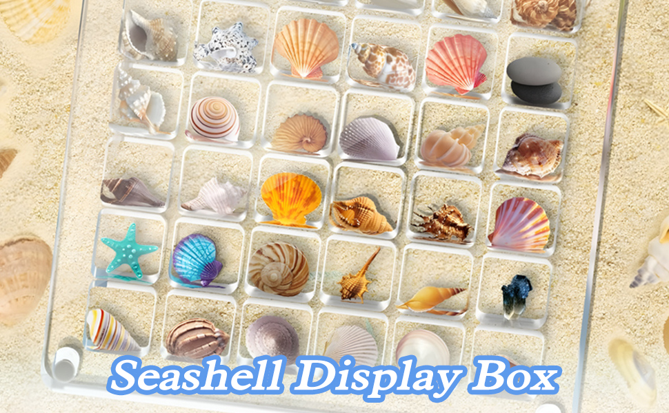 Amazon.com: flewfun Acrylic Magnetic Seashell Display Box, 36 Grids Clear Mini Magnetic Seashell ...