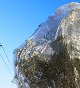 Amazon.com : 3 Pack Fruit Tree Netting 7x6 Ft Garden Netting for Tree Protection Large Tree ...