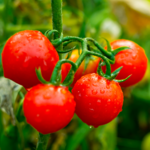 Amazon.com : Fulvi 75 Organic Growers Power Solution, Fertilizer Plant Booster, Real Fulvic Acid ...