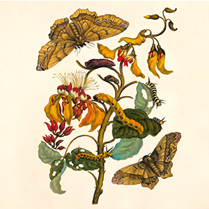 Maria Sibylla Merian's Metamorphosis: One Woman's Discovery of the ...