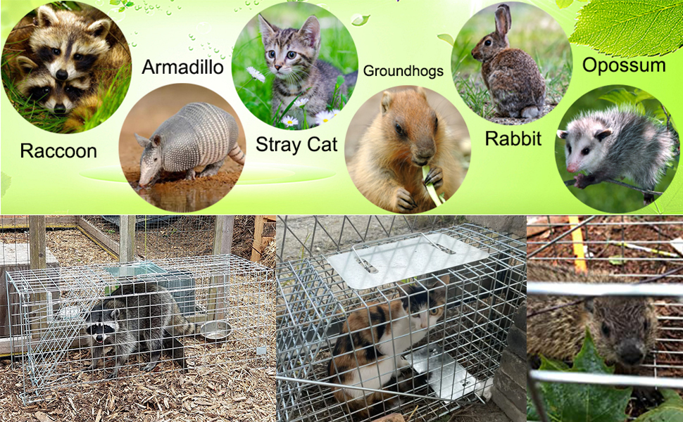 Gluckluz Animal Cage Trap, Large 2-Doors Humane Catch and Release Foldable Cage for Stray Cats ...