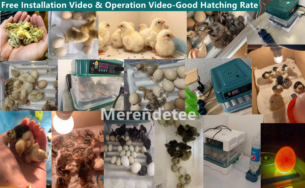 Amazon.com: Merendetee Egg Automatic Incubator 24-60 Eggs Automatic Intelligent Incubators for ...
