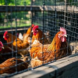 Amazon.com : VBWSL 6 x 50 FT Bird Netting for Garden, 1" Square Mesh Size Heavy Duty Nylon ...