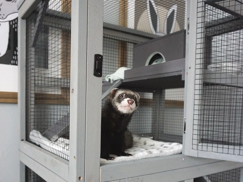 Amazon.com : Aivituvin Ferret Cage Large Chinchilla Cage Upgrade Metal ...