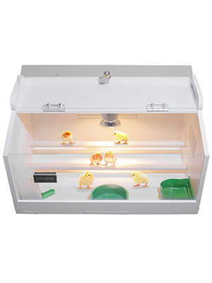 Amazon.com : Intelligent Brooder Box 4 Suit,10-15 Newborns Chicks Birds Parakeet Incubators ...