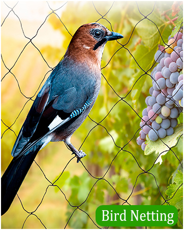 Amazon.com : Chicken Netting - 50x 100ft Garden Netting with 1" Square Mesh as Poultry Netting ...