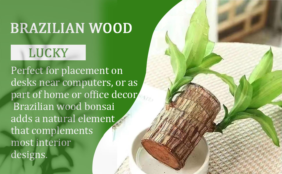 Amazon.com: Brazilian Wood Plant Set,Mini Brazil Wood for Home Office Desktop Indoor Greenery ...