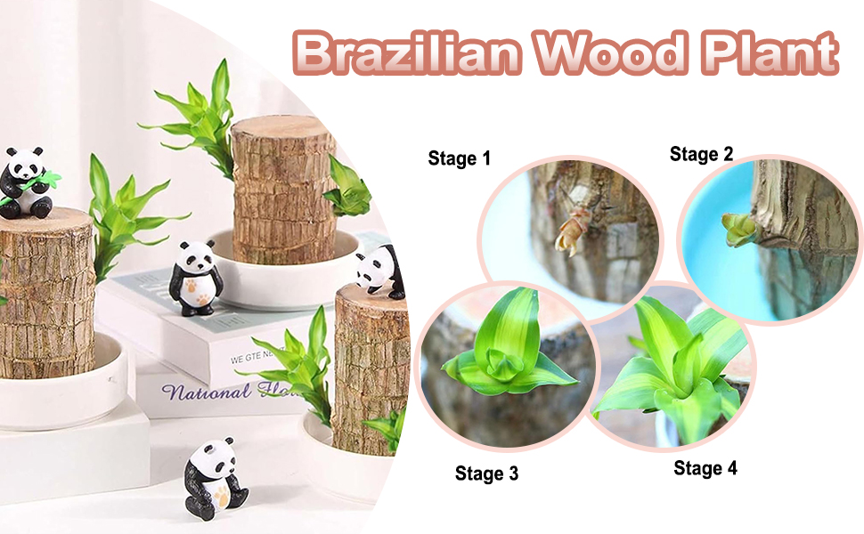 Amazon.com : Brazilian Wood Mini Brazil Wood Brazilian Wood Hydroponic Potted Plant Stump (1 ...