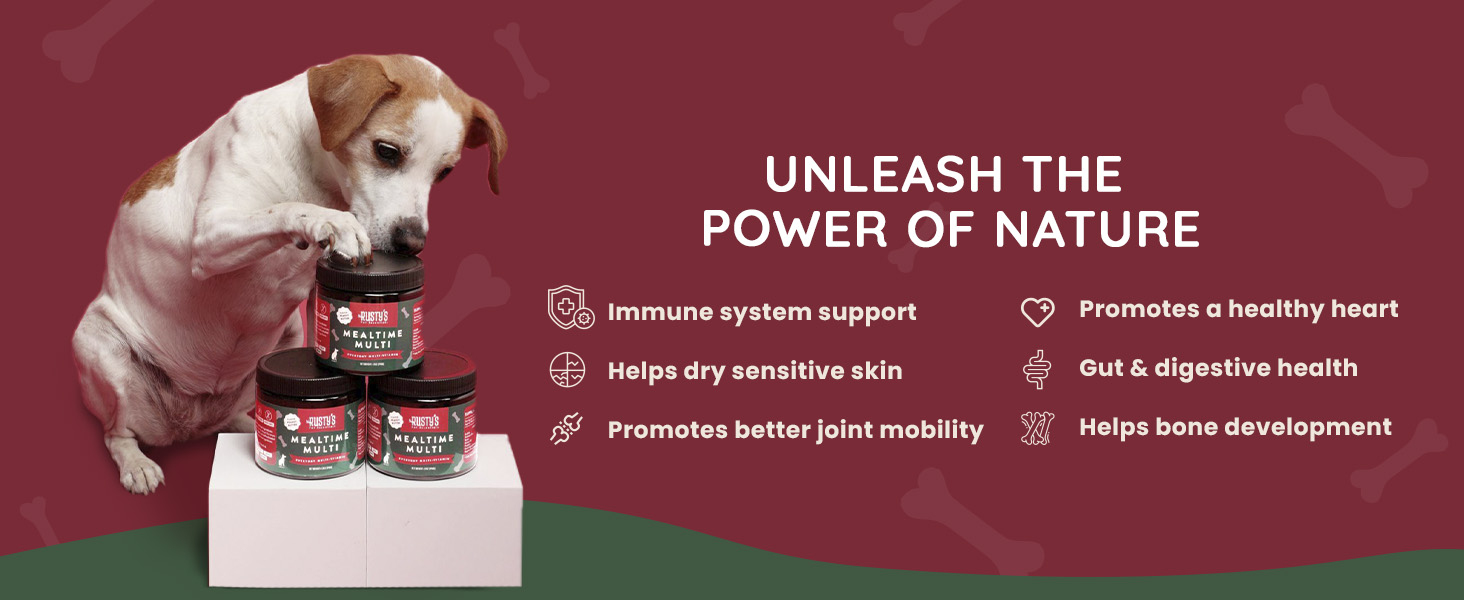 Amazon.com : Premium Dog Multivitamin Supplement (170 Chews) - Mealtime Multi - with CoQ10 ...