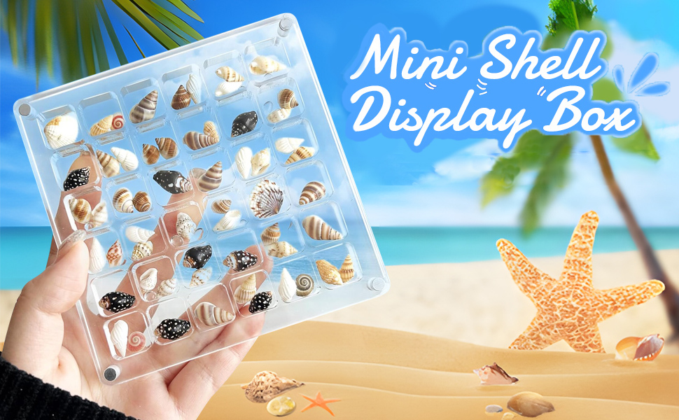 Amazon.com: flewfun Acrylic Magnetic Seashell Display Box, 36 Grids Clear Mini Magnetic Seashell ...
