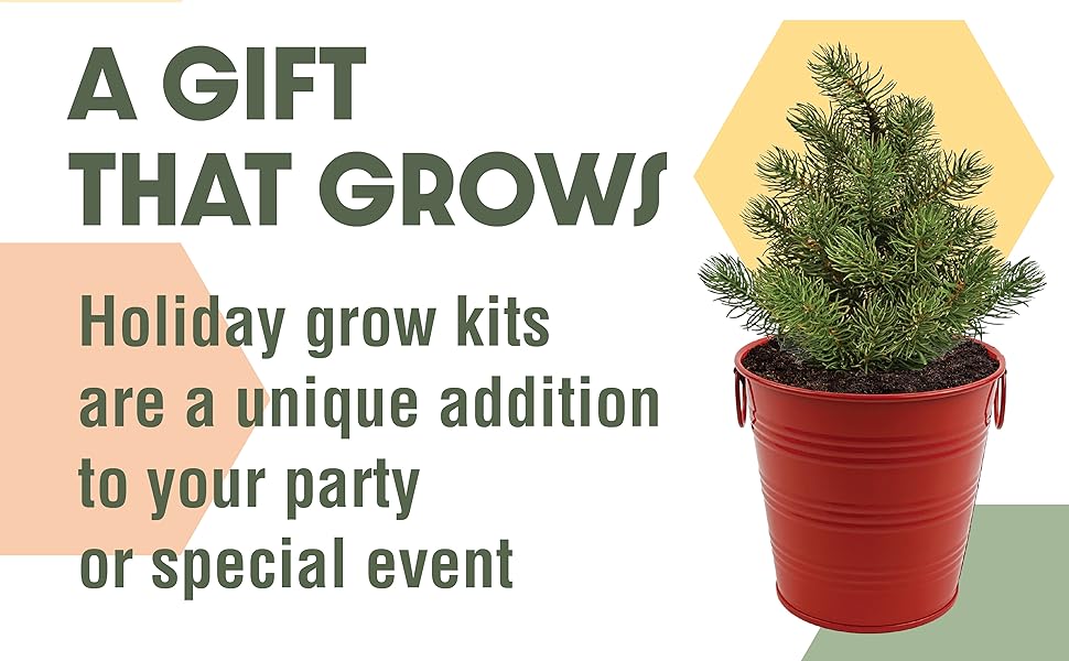 Amazon.com : BUZZY Seeds All-in-One Spruce Tree Grow Kit Holiday Pail ...