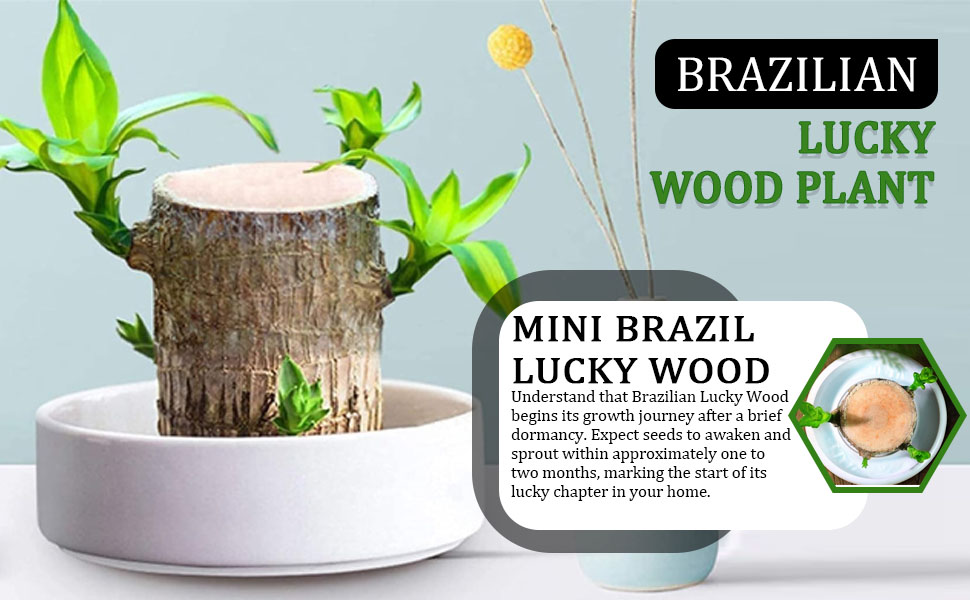 Amazon.com: Brazilian Lucky Wood Plant with Flowers,𝑩𝒓𝒂𝒛𝒊𝒍𝒊𝒂𝒏 𝑾𝒐𝒐𝒅 𝑷𝒍𝒂𝒏𝒕,Brazilian Lucky Tree ...