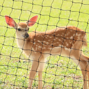 Amazon.com : Bird Netting 50'x50' with 2.4" Square Mesh Net as Poultry Netting for Chicken Coop ...