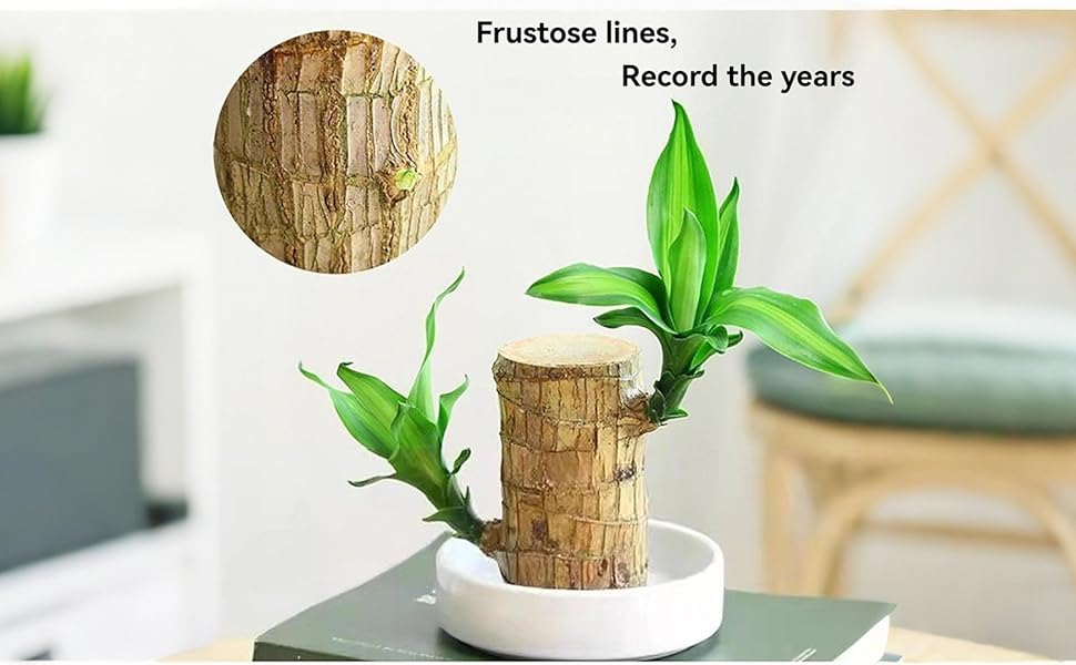 Amazon.com: Brazilian Wood Plant Set, Brazilian Lucky Wood Plant with Pandan Statue, Brazilian ...