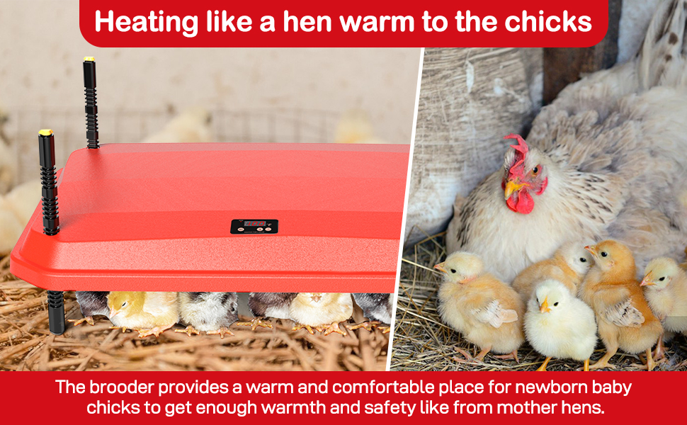 Amazon.com: DETODDA Chick Brooder Heating Plate 12 x 12, Chicken Brooder Temperature Adjustable ...