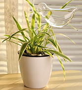 Amazon.com: KiKiHeim Plant Watering Globes Self Watering Planter Insert Glass Spikes, Hand Blown ...